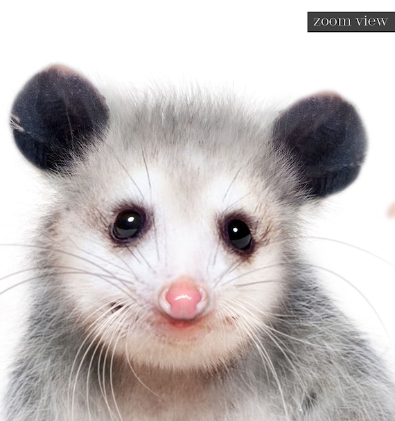 Opossum Baby