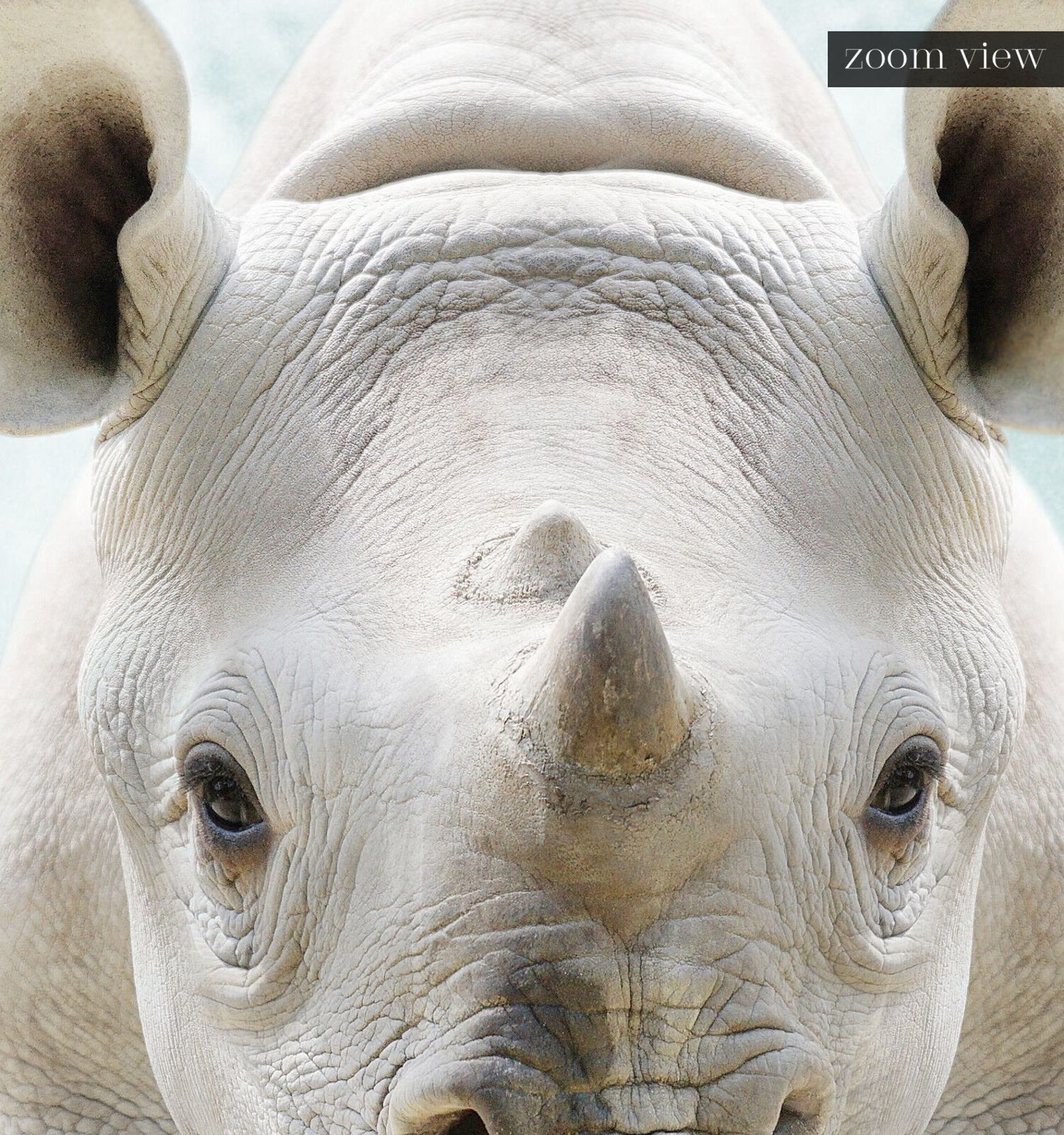 Baby Rhino Print Rhinoceros PRINTABLE Art Safari Animals - Etsy