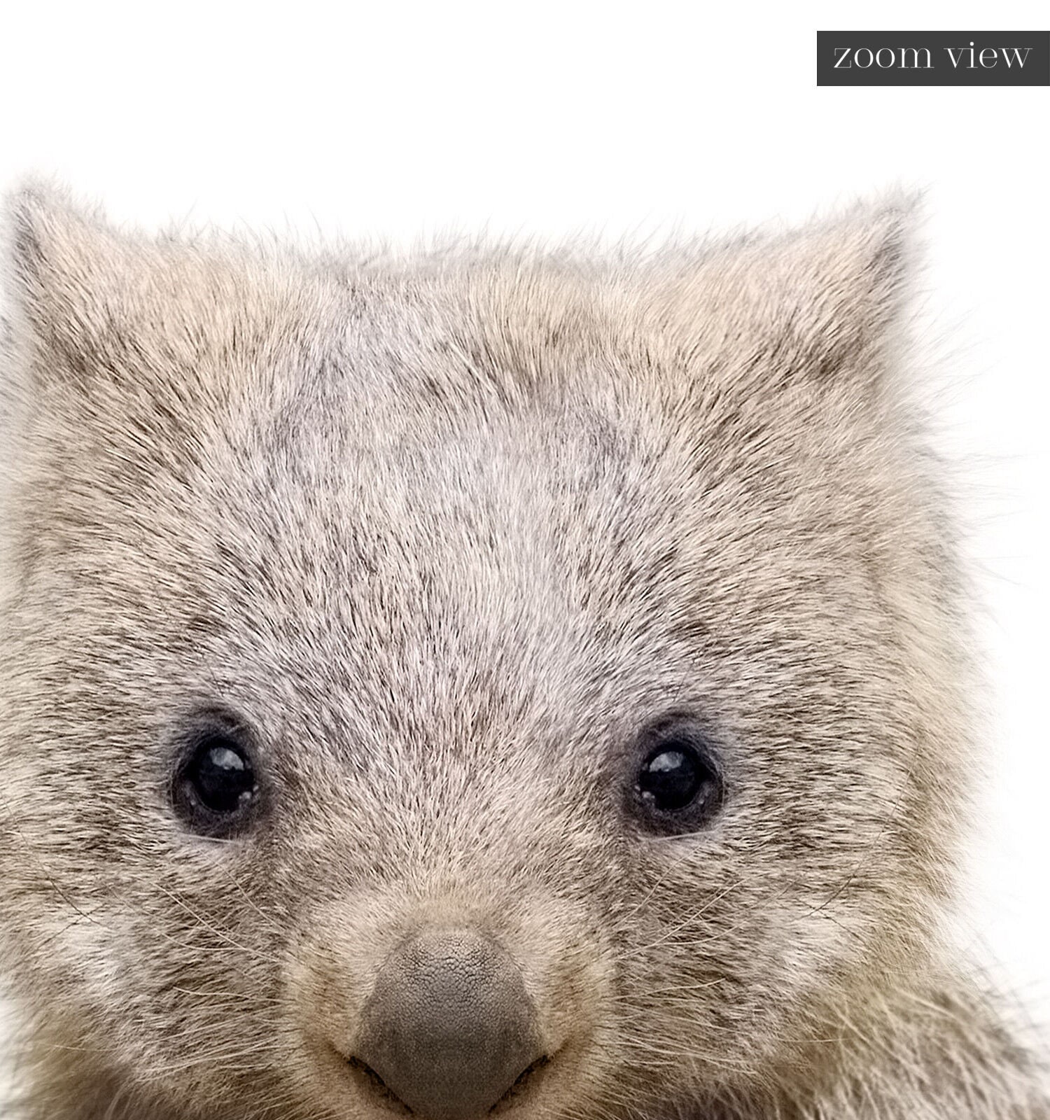 Wombat Wallpaper