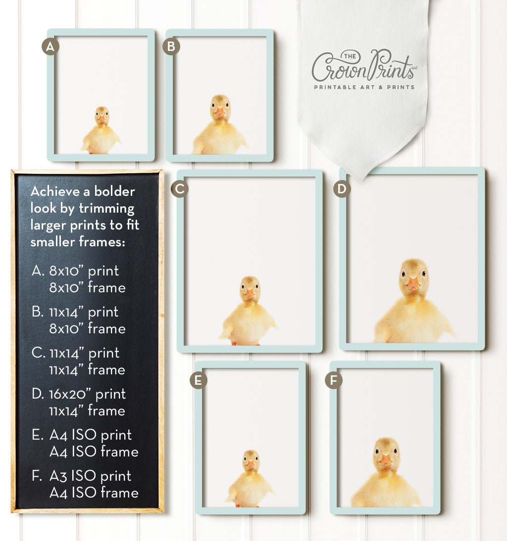 Duckling Print Animal Print the Crown Prints Woodland - Etsy