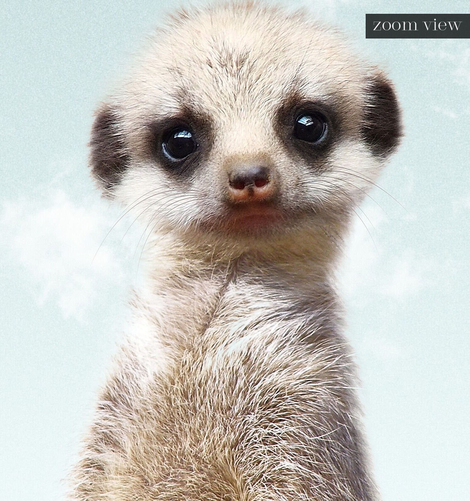 Baby Meerkat