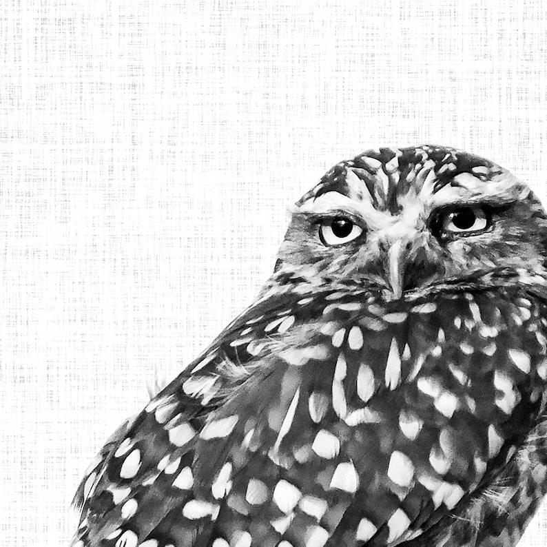 Owl Print Owl Decor PRINTABLE Art Animal Prints Bird | Etsy