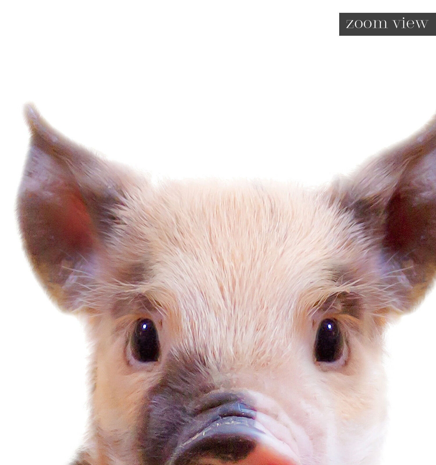 Farm Animal Prints Nursery PRINTABLE Art Baby Pig Print - Etsy