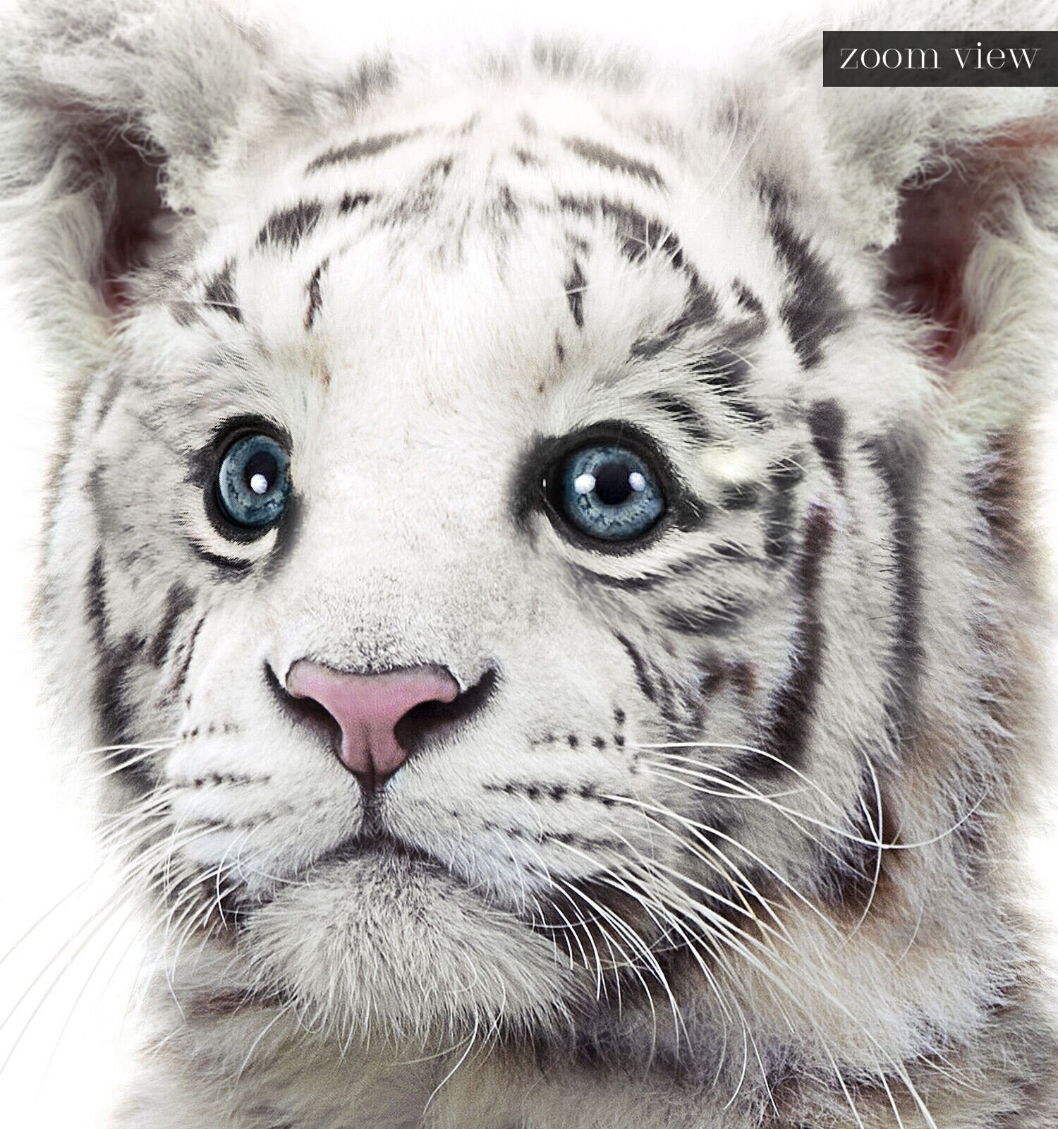 big cat art family zoo animal prints white tiger big cat print tiger ...