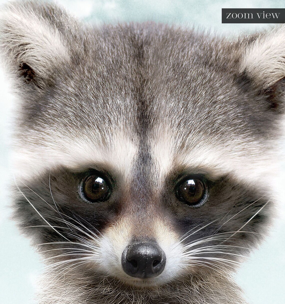 Woodland Animals Nursery PRINTABLE Art Raccoon Print the - Etsy