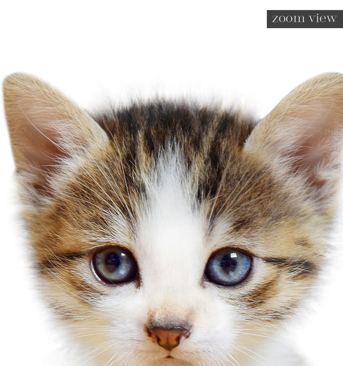 Baby Animal Prints Kitten Print PRINTABLE Art Nursery - Etsy