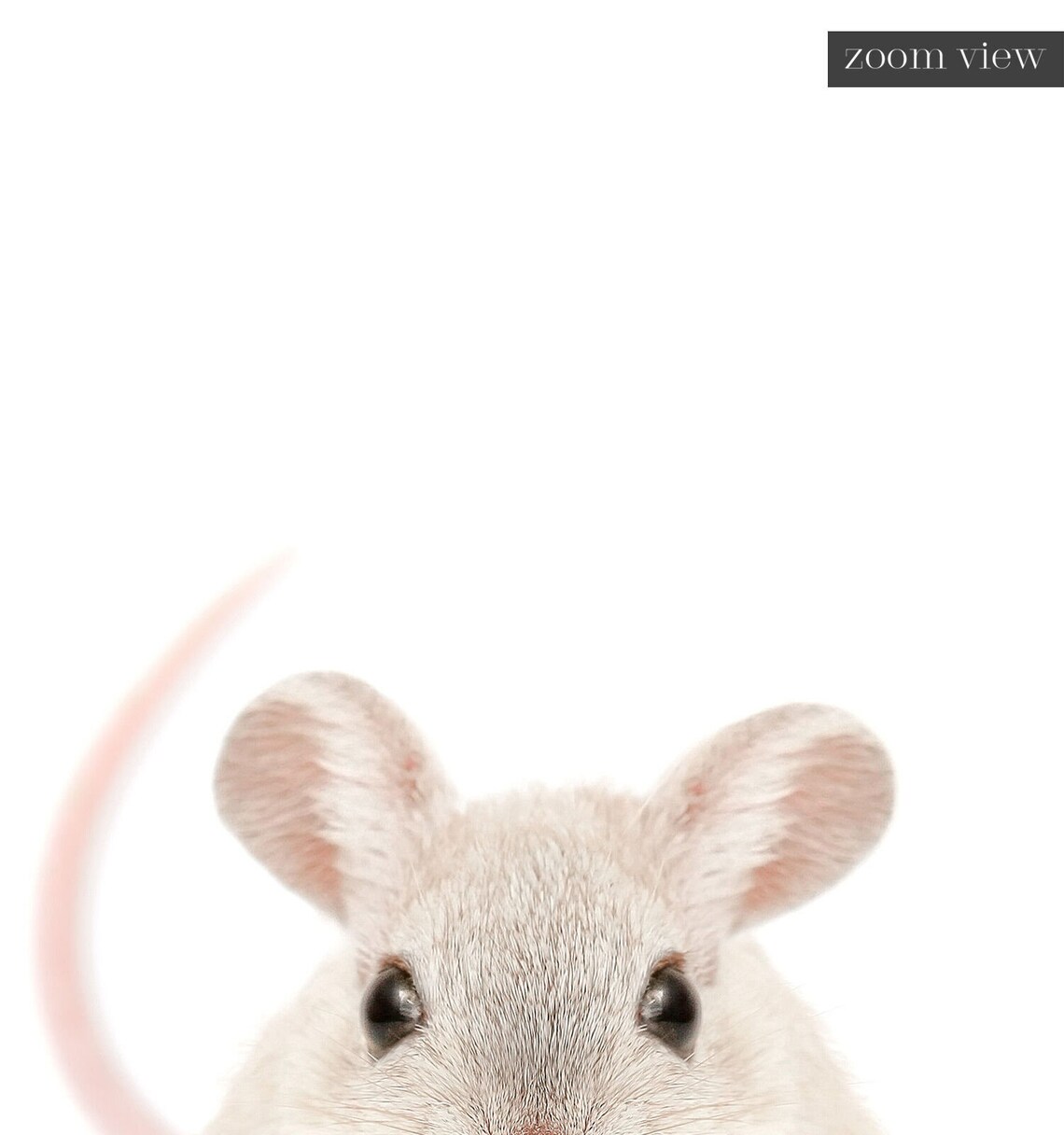 Mouse print The Crown Prints Shop Woodland animals nursery | Etsy