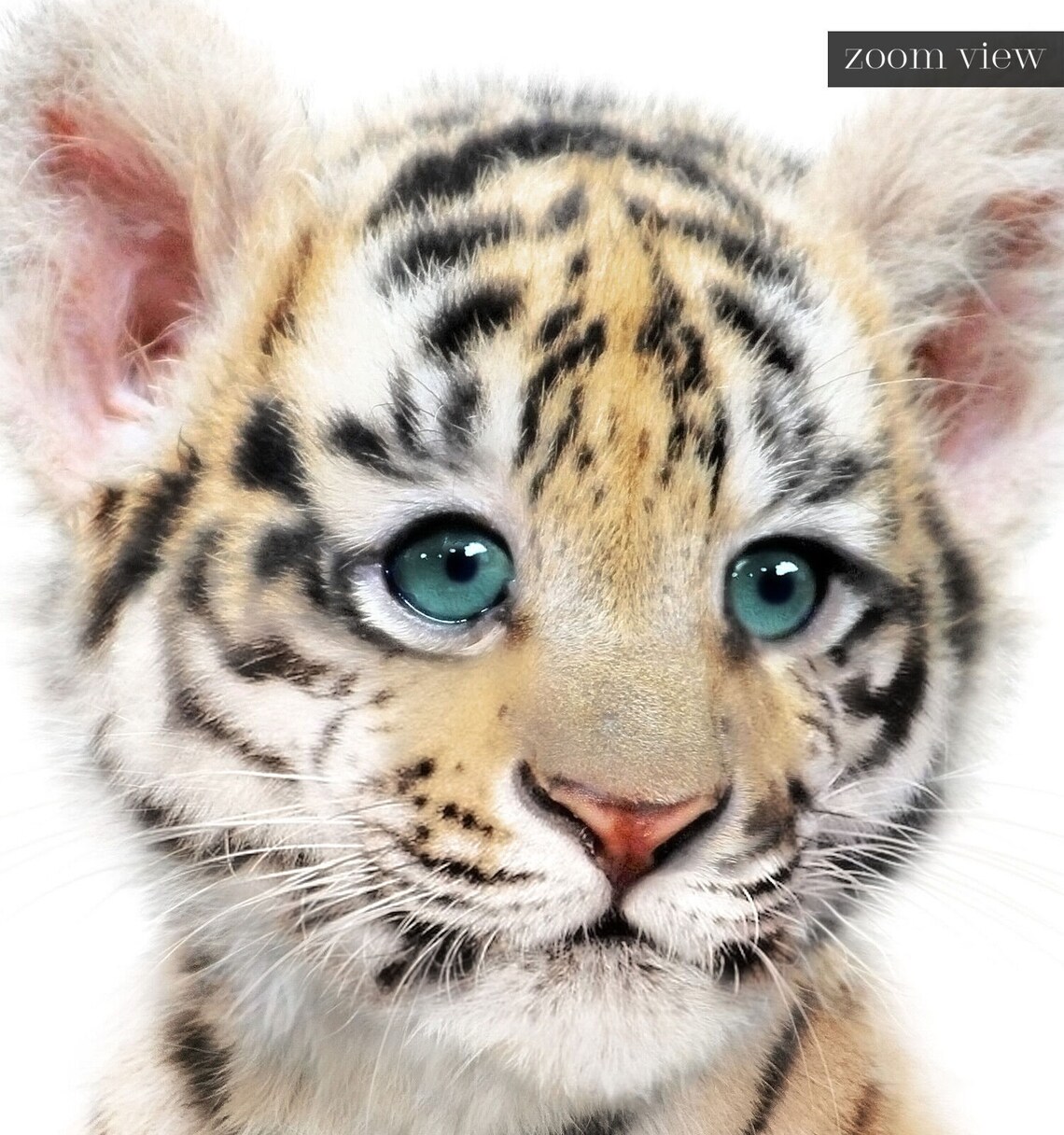 Baby Tiger Print Safari Animal Prints PRINTABLE Nursery Art - Etsy ...