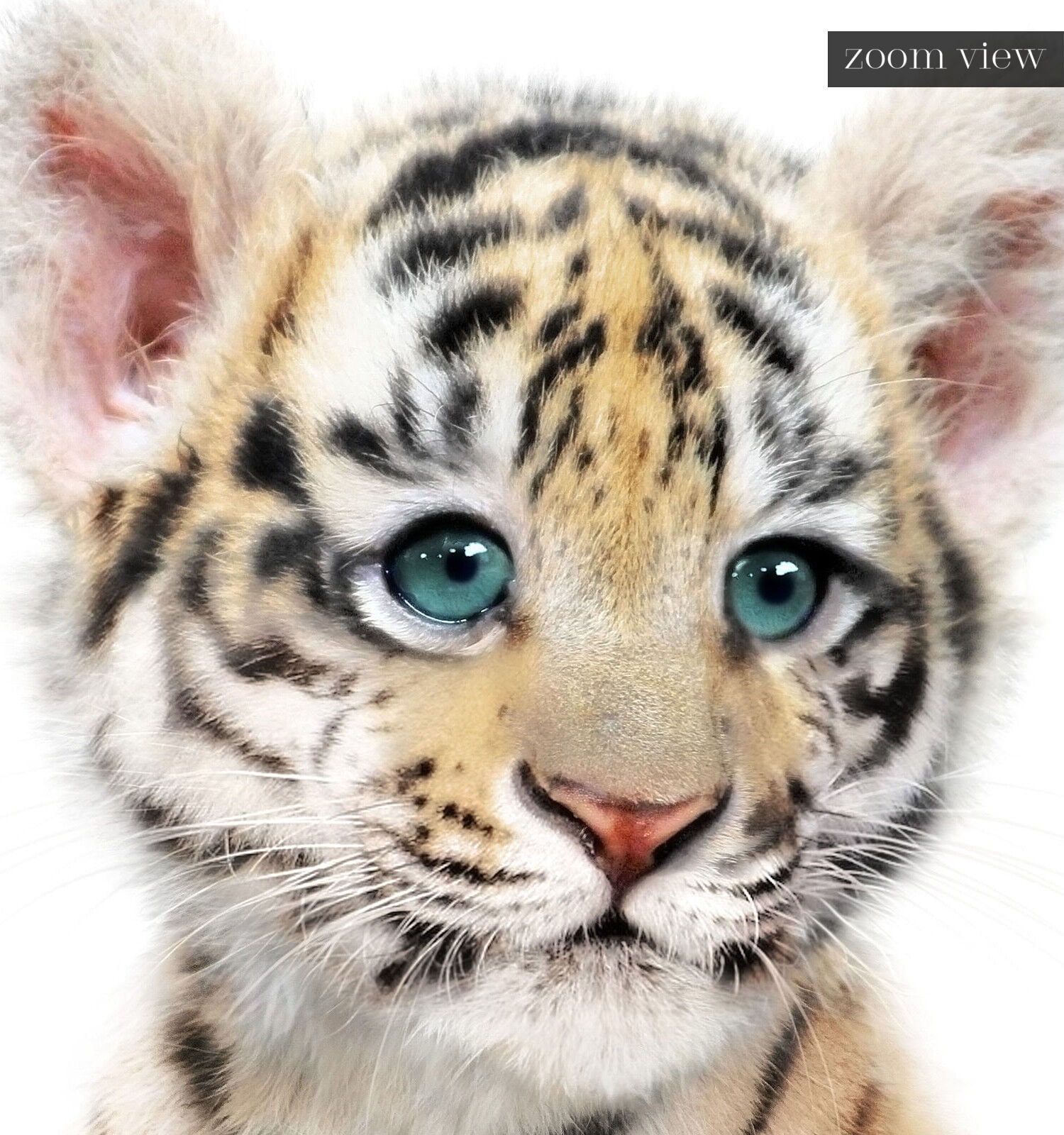 Baby Tiger Print Safari Animal Prints PRINTABLE Nursery Art - Etsy ...