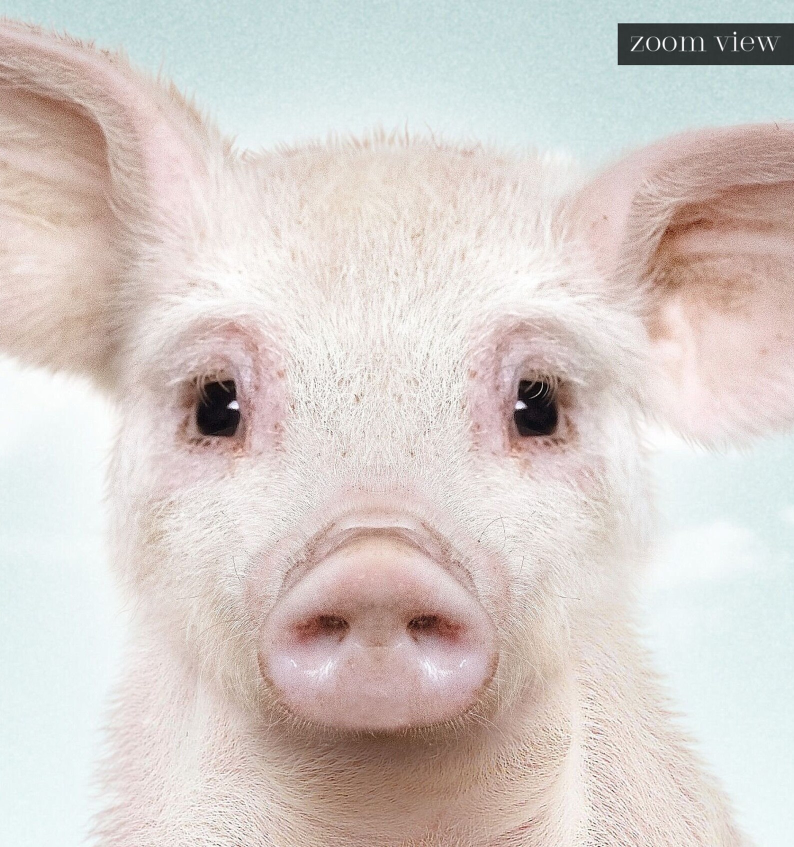 Pig Print Farm Animals PRINTABLE ART the Crown Prints Baby - Etsy