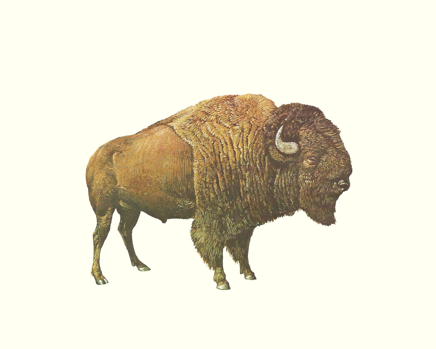 BUFFALO ART, Buffalo Print, Buffalo Wall Art, Buffalo Printable ...