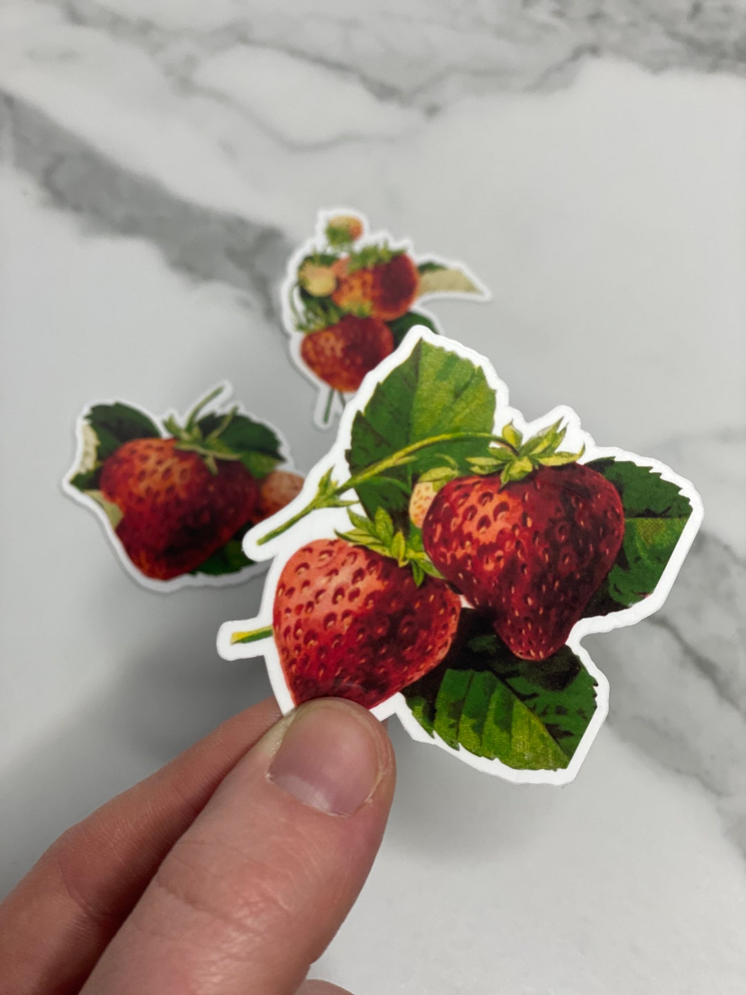 3 Strawberry Stickers, Vintage Strawberry Illustration, Waterproof ...
