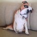 Handmade Bulldog Pillow, Bulldog Throw Pillows, Dog Shaped Pillow ...