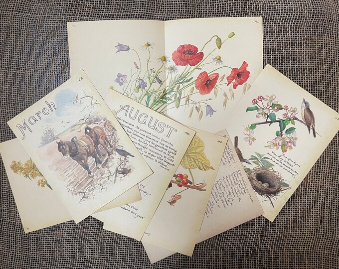 Edith Holden Book Pages Variety Pack FREE SHIPPING - Etsy
