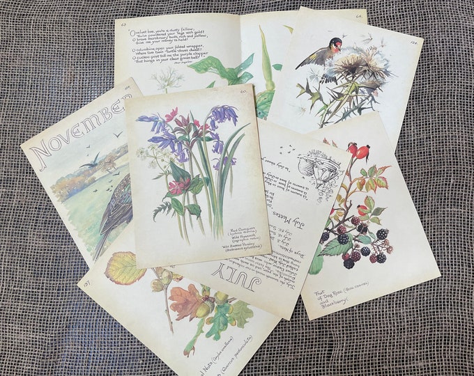 Edith Holden Book Pages Variety Pack FREE SHIPPING - Etsy