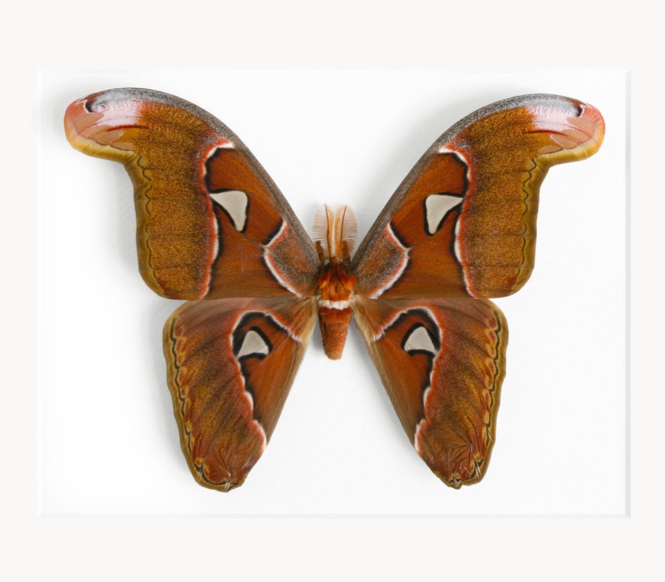 Atticus Atlas / Echtes Insekt / Zweitgrößter Falter der Erde ...