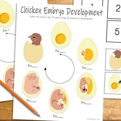 Chicken Embryo Development Activities Educational Printable - Etsy
