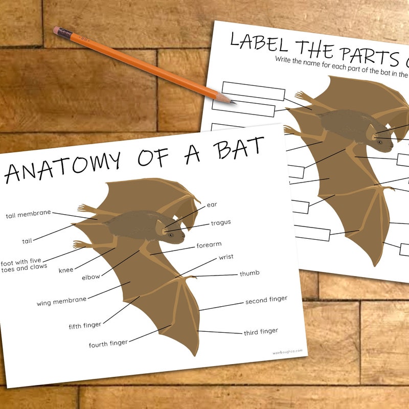 Educational Bat Printable - Etsy