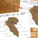 Bat Anatomy Printable Activity, Bat Parts Labeling, Educational ...