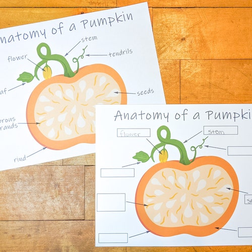 Kids Fall Activity Homeschool Printable Pumpkin Seed - Etsy