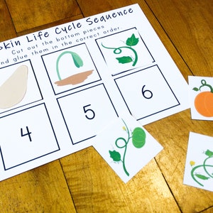 Pumpkin Life Cycle Flash Cards, Printable Sequence Activity ...