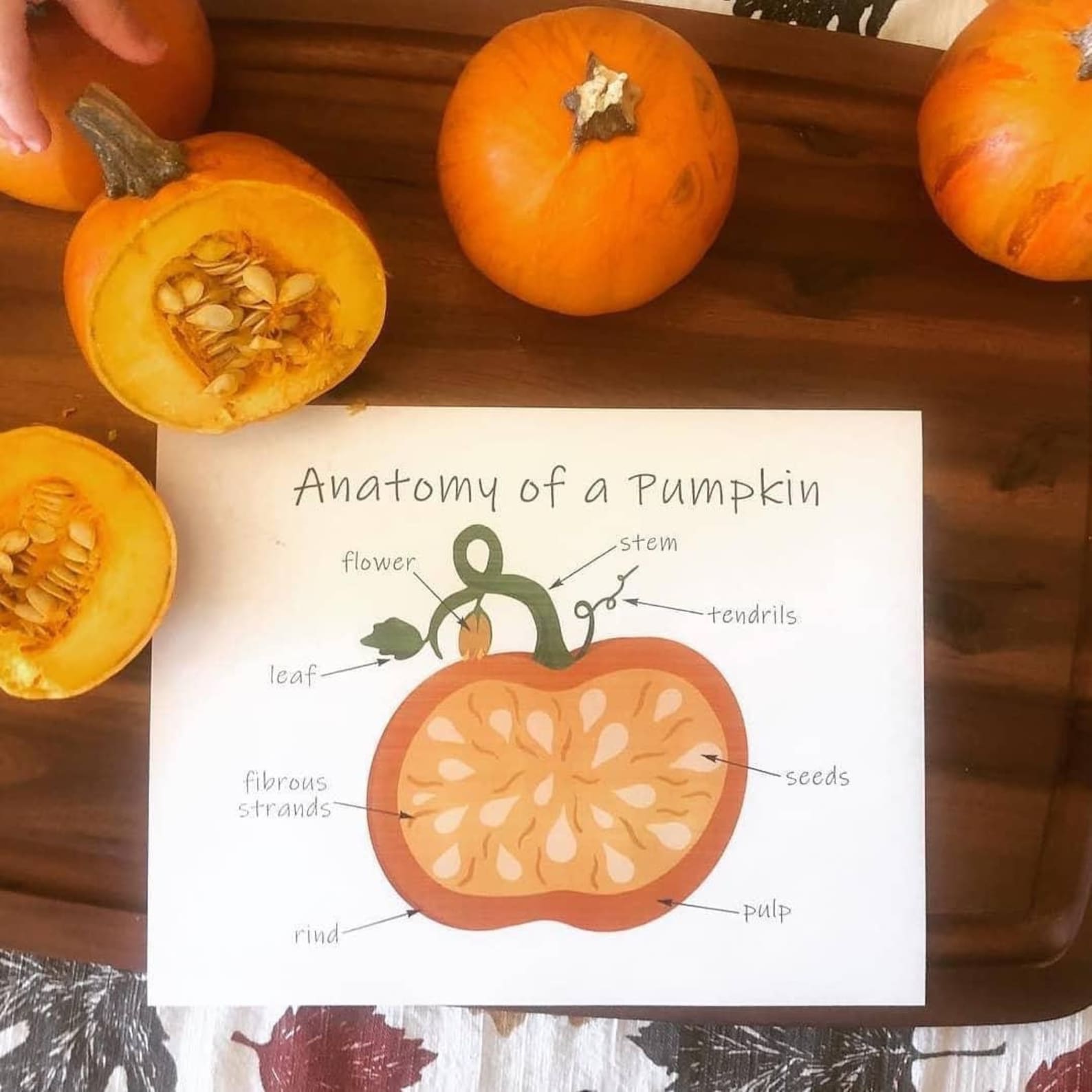 Anatomy of a Pumpkin Printable Poster Educational Fall Wall - Etsy