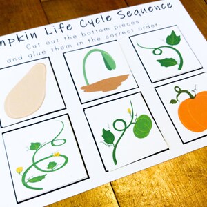 Pumpkin Life Cycle Flash Cards, Printable Sequence Activity ...