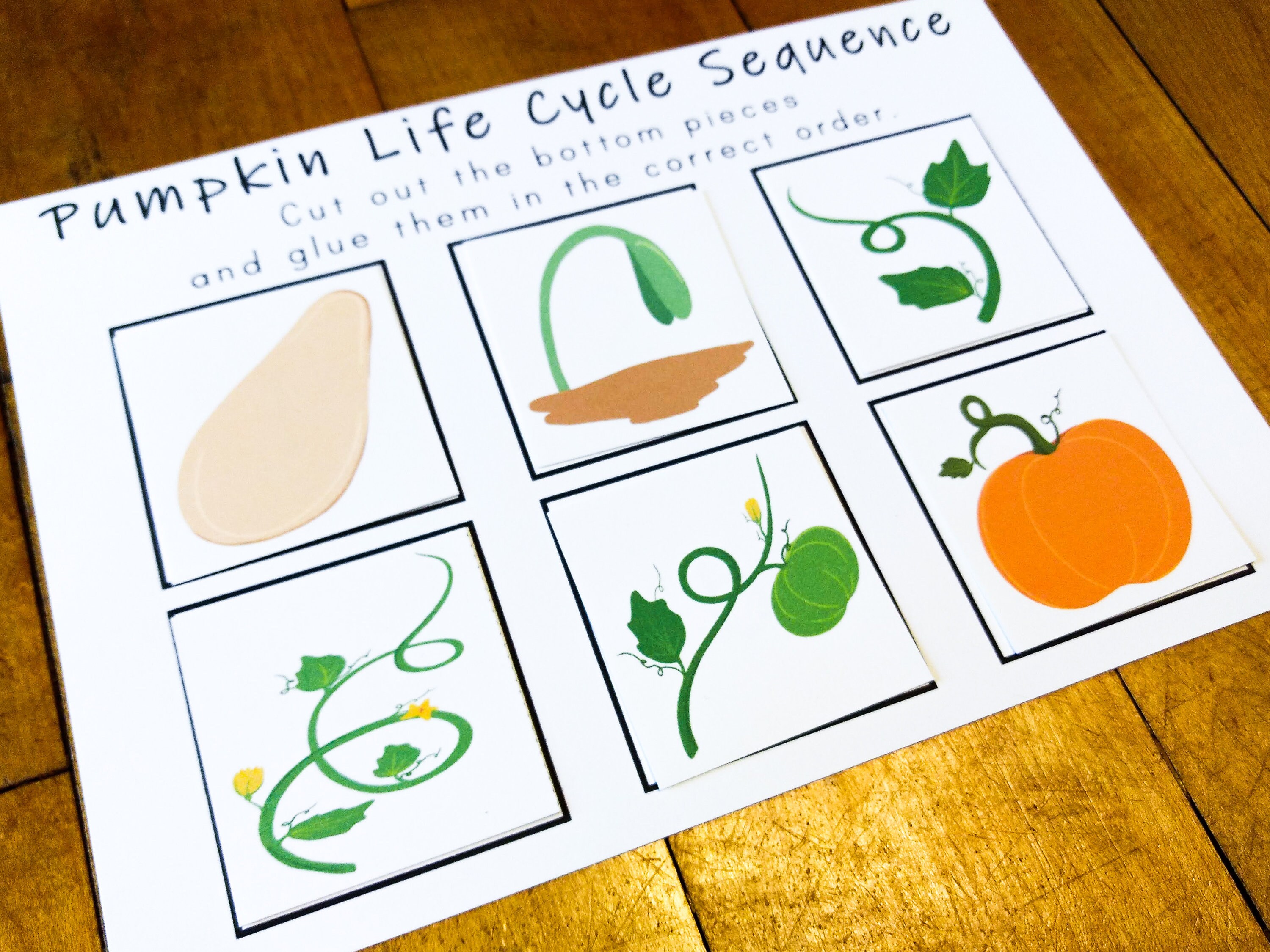 Pumpkin Life Cycle Flash Cards Printable Sequence Activity - Etsy