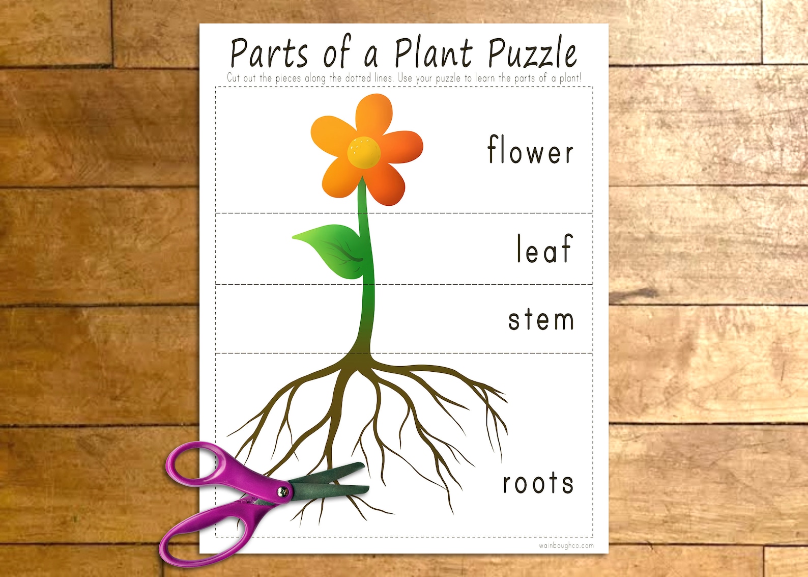 Parts of a Plant Activities, Printable Plant Labeling, Educational ...