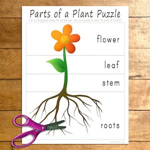 Parts of a Plant Activities, Printable Plant Labeling, Educational ...