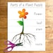 Parts of a Plant Activities, Printable Plant Labeling, Educational ...