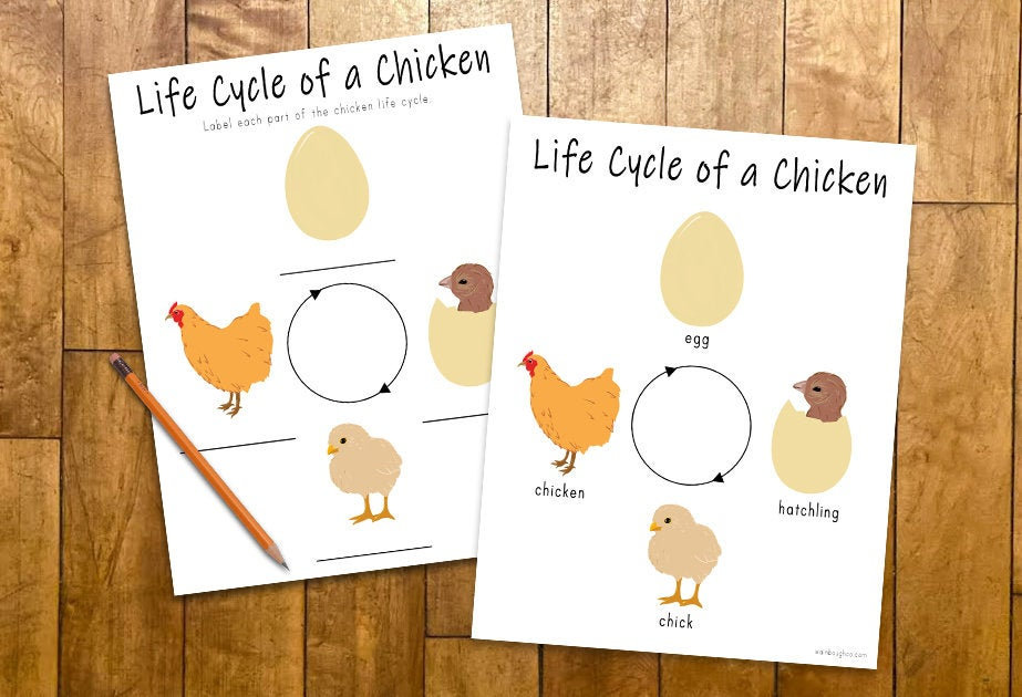 Chicken Life Cycle Activity Educational Printable for Kids - Etsy Australia