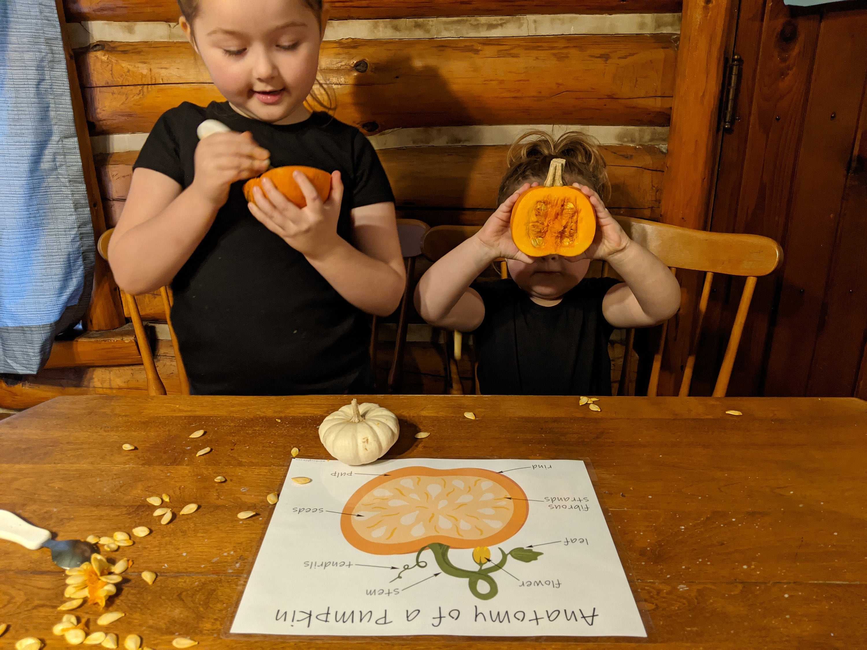 Anatomy of a Pumpkin Printable Poster, Educational Fall Wall Art, Kid ...