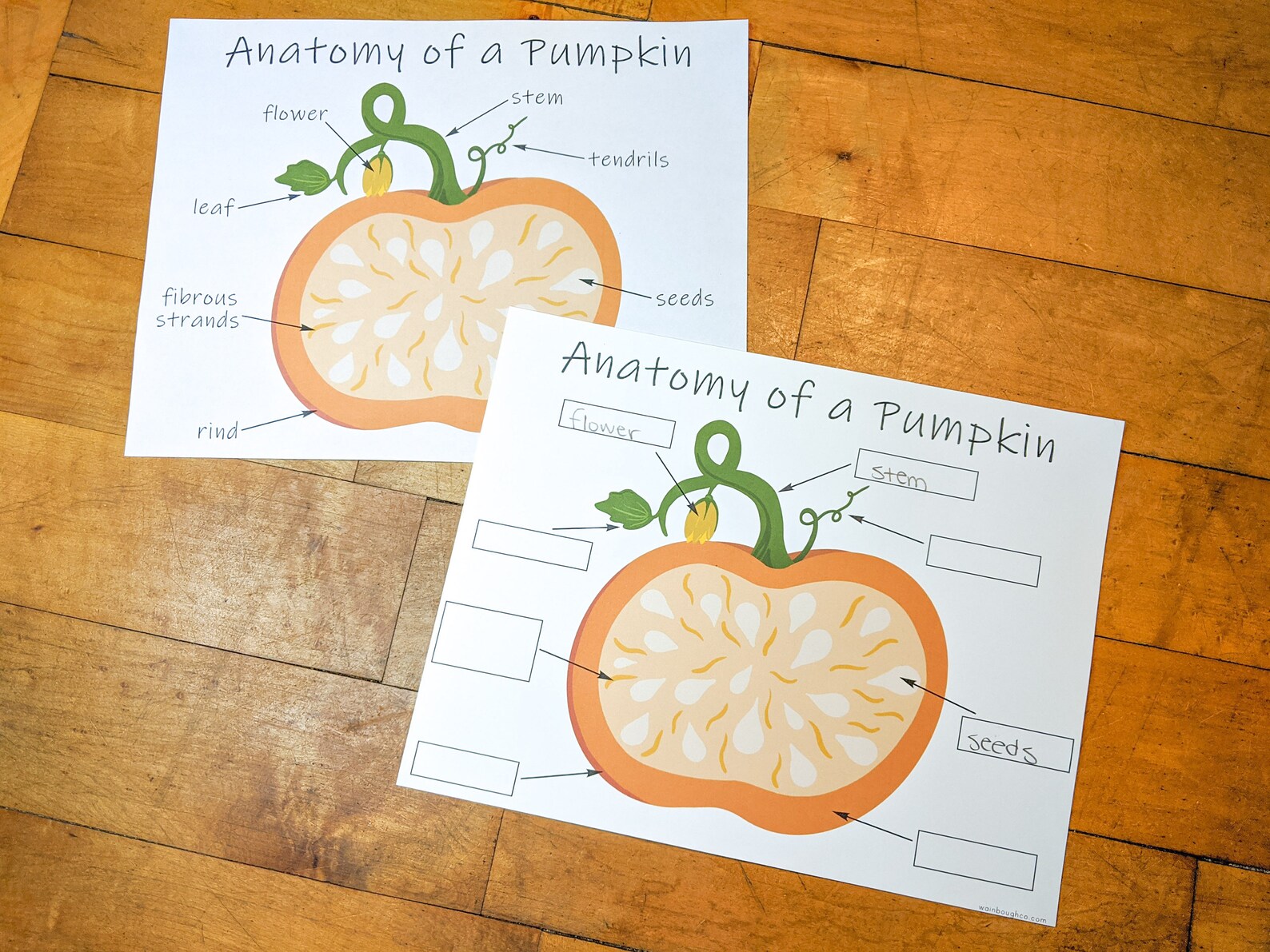 Pumpkin Anatomy Labeling Printable Pumpkin Activity | Etsy