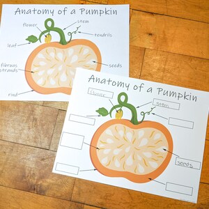Pumpkin Anatomy Labeling, Printable Pumpkin Activity, Educational Fall ...
