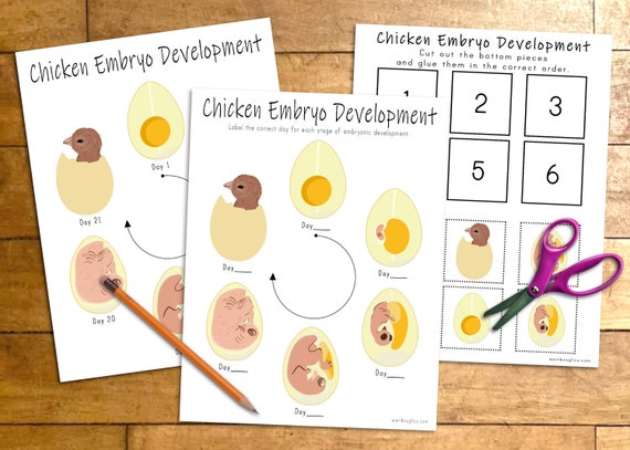 Chicken Embryo Development Activities Educational Printable - Etsy