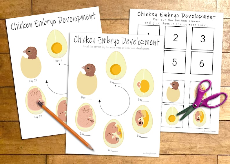 Chicken Embryo Development Activities, Educational Printable for Kids ...