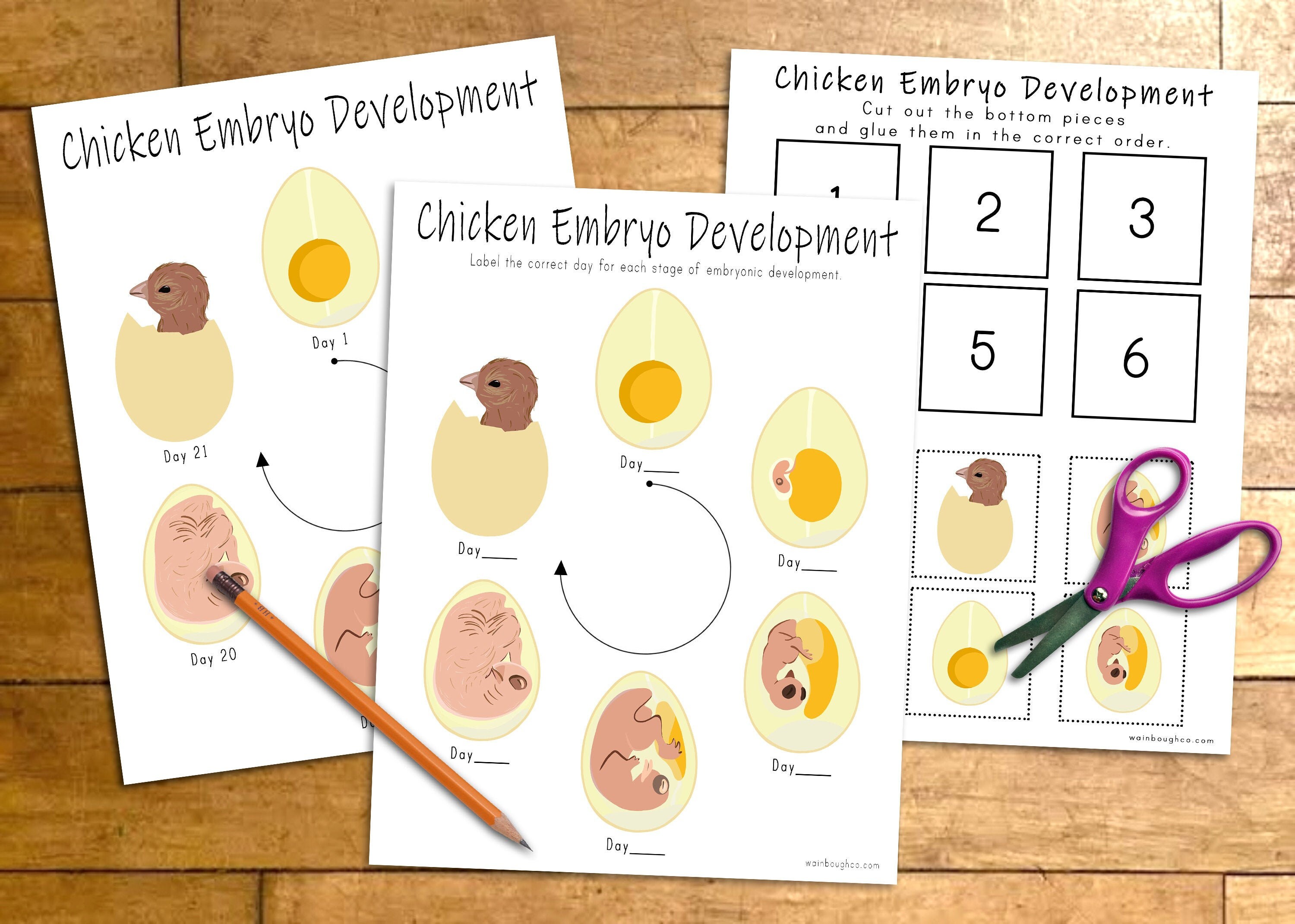 Chicken Embryo Development Chart