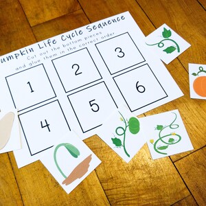 Pumpkin Life Cycle Flash Cards, Printable Sequence Activity ...