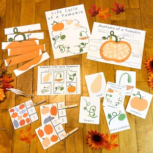 Pumpkin Themed Printable Activity Package, Life Cycle and Anatomy, Kids ...