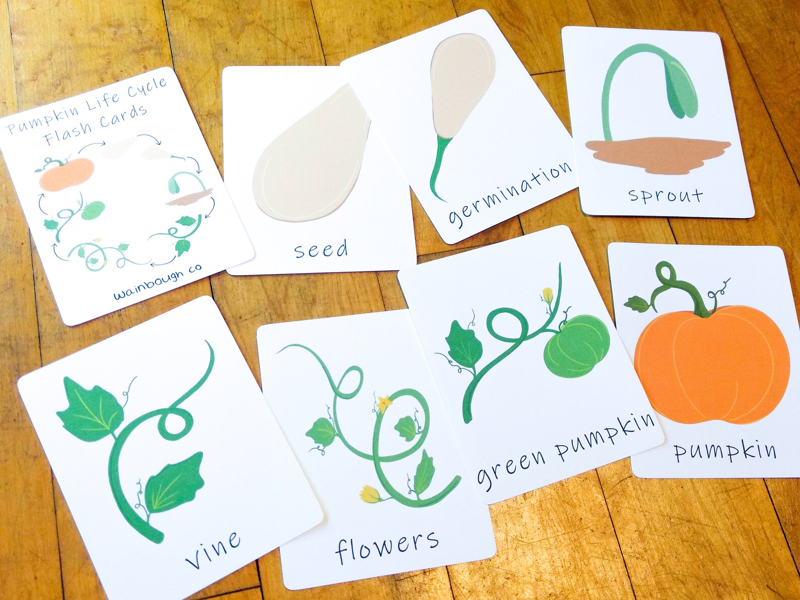 Pumpkin Life Cycle Flash Cards, Printable Sequence Activity ...
