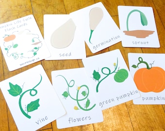 Pumpkin Life Cycle Sequence Cards Montessori Nomenclature - Etsy
