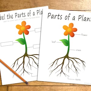 Parts of a Plant Activities, Printable Plant Labeling, Educational ...