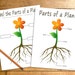 Parts of a Plant Activities, Printable Plant Labeling, Educational ...