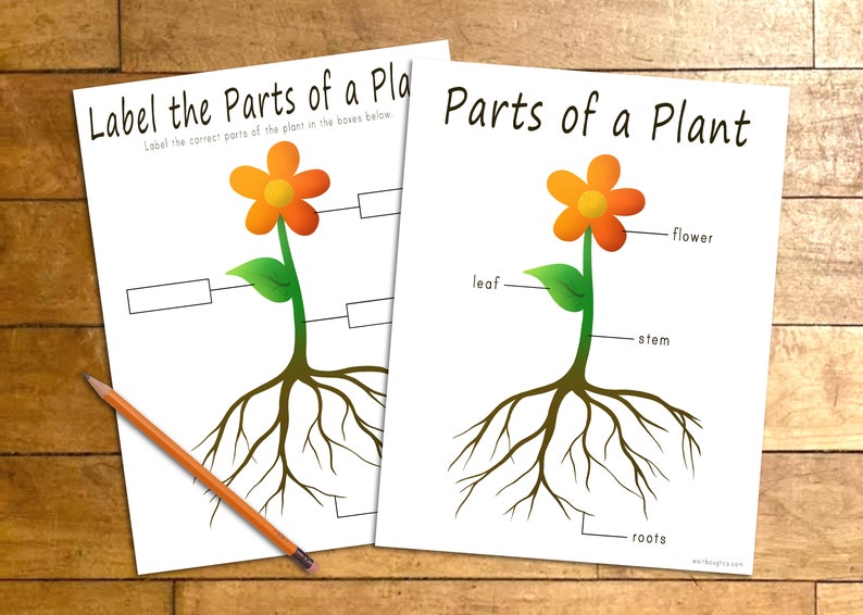 Parts of a Plant Activities Printable Plant Labeling | Etsy