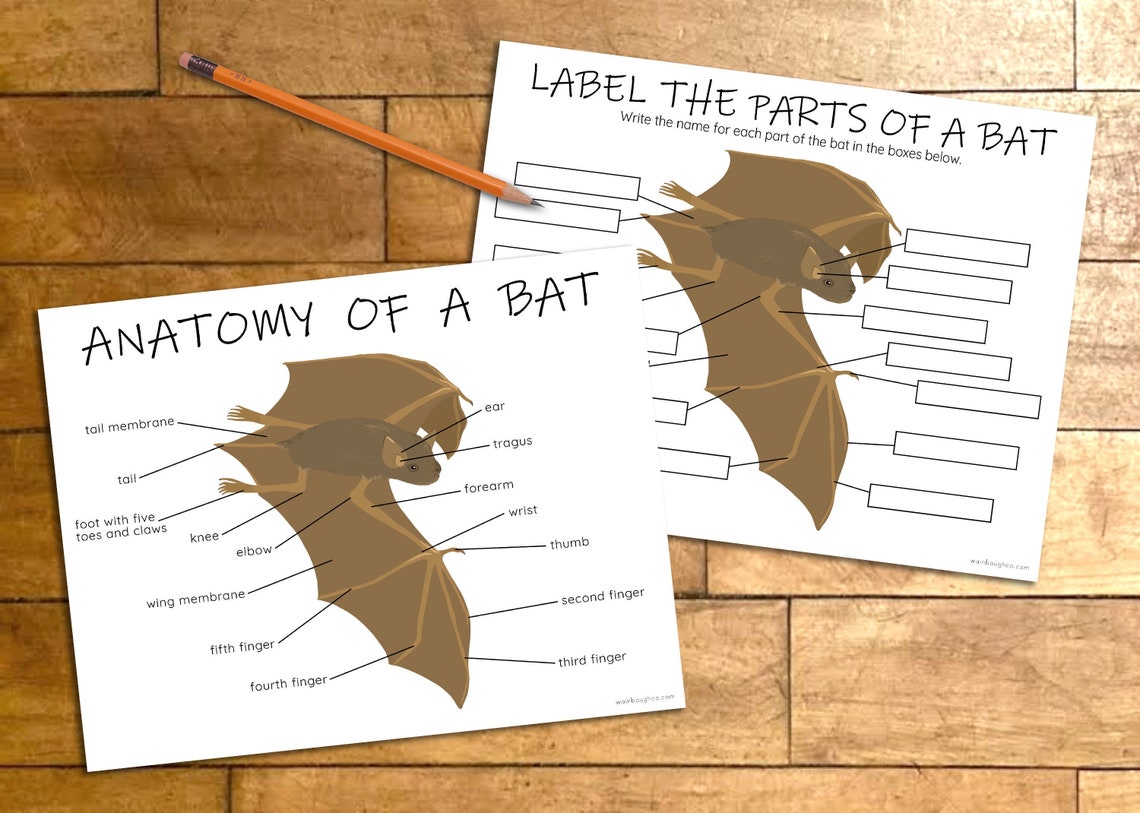 Bat Anatomy Printable Activity Bat Parts Labeling | Etsy