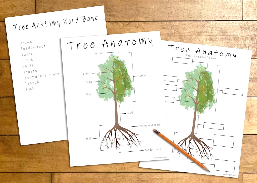 Tree Anatomy Printable Activity, Tree Parts Labeling, Arbor Day ...