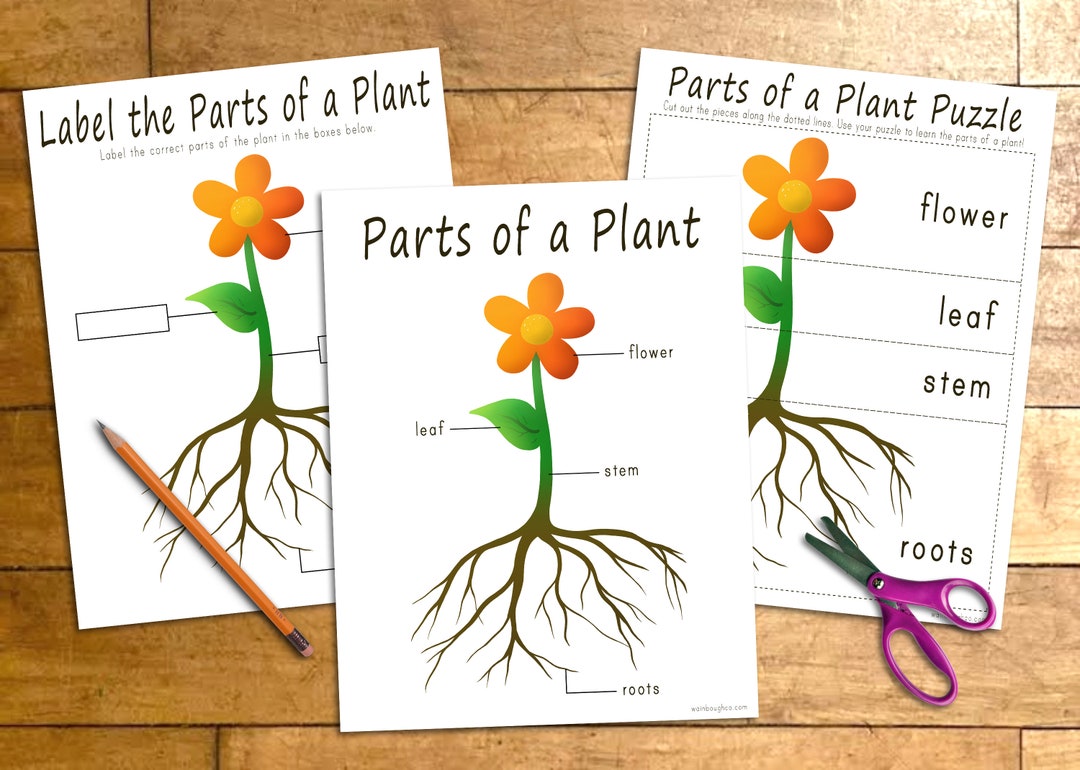 Parts of a Plant Activities, Printable Plant Labeling, Educational ...