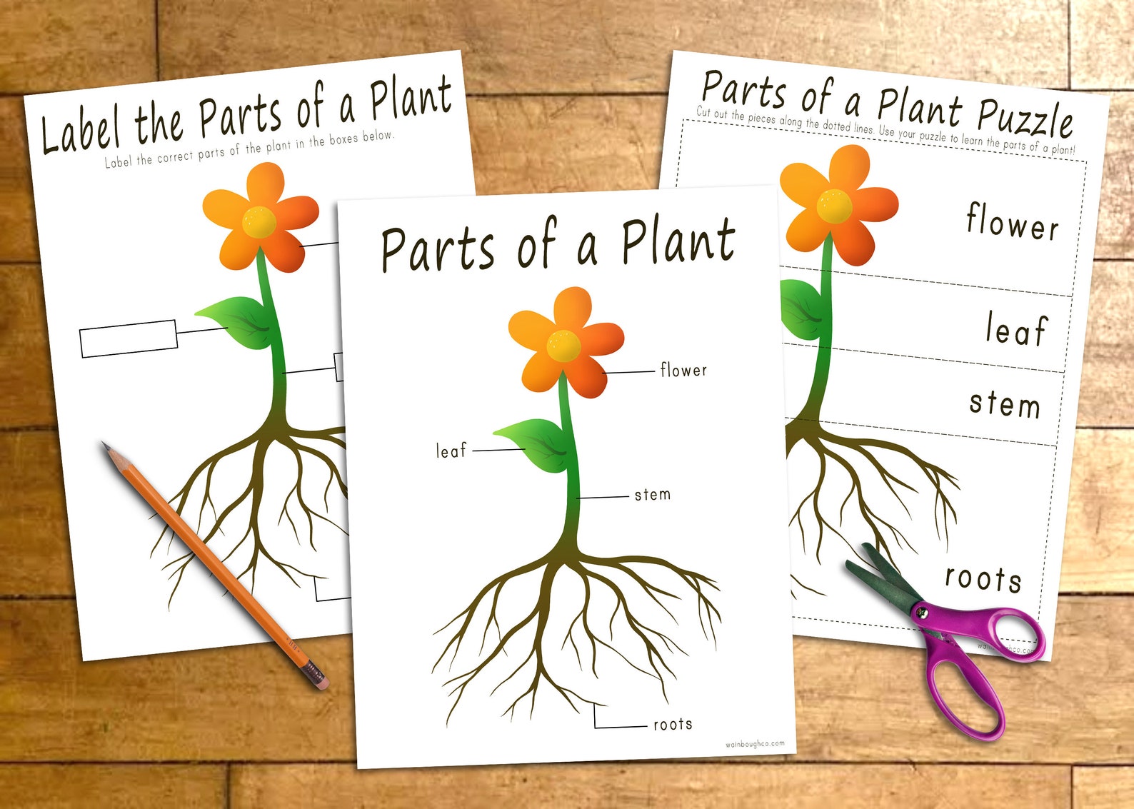 Parts of a Plant Activities, Printable Plant Labeling, Educational ...