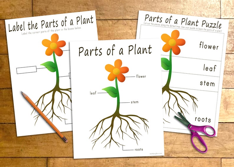 Parts of a Plant Activities Printable Plant Labeling | Etsy